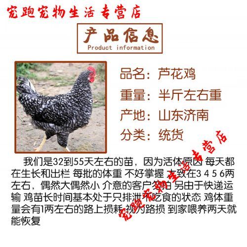 芦花鸡苗多少钱一只_10只起卖怎么买-第2张图片-山城妙识 芦花鸡苗多少钱一只_10只起卖怎么买-第2张图片-山城妙识