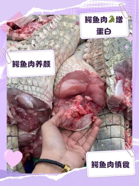 鳄鱼肉什么人不能吃_鳄鱼肉禁忌人群有哪些-第2张图片-山城妙识 鳄鱼肉什么人不能吃_鳄鱼肉禁忌人群有哪些-第2张图片-山城妙识