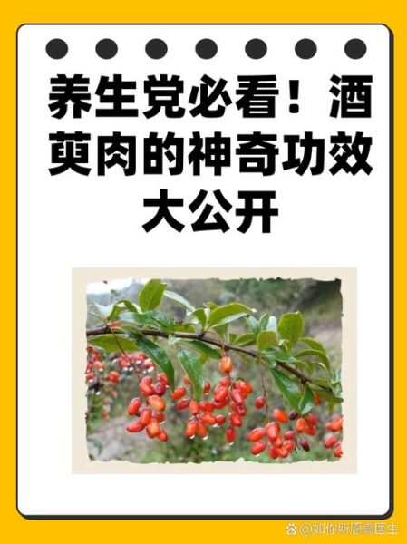 酒萸肉的功效与作用_酒萸肉怎么吃最好-第2张图片-山城妙识 酒萸肉的功效与作用_酒萸肉怎么吃最好-第2张图片-山城妙识