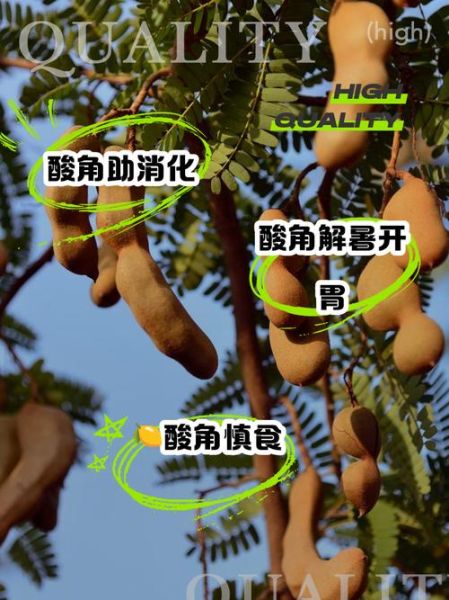 酸角孕妇能吃吗_孕妇吃酸角注意事项-第2张图片-山城妙识 酸角孕妇能吃吗_孕妇吃酸角注意事项-第2张图片-山城妙识