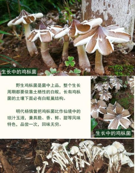 鸡纵菌多少钱一斤_鸡纵菌价格行情-第2张图片-山城妙识 鸡纵菌多少钱一斤_鸡纵菌价格行情-第2张图片-山城妙识