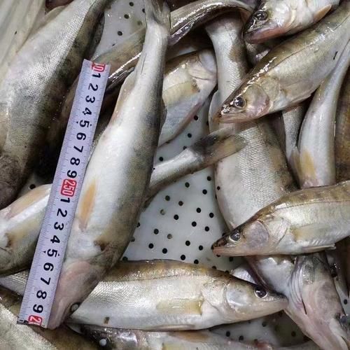 鲈鱼价格一斤多少钱_鲈鱼多少钱一斤今日行情-第2张图片-山城妙识 鲈鱼价格一斤多少钱_鲈鱼多少钱一斤今日行情-第2张图片-山城妙识