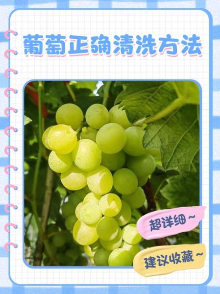 葡萄怎么洗才干净_葡萄怎么洗才放心吃-第1张图片-山城妙识 葡萄怎么洗才干净_葡萄怎么洗才放心吃-第1张图片-山城妙识