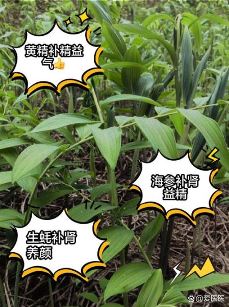 补精的食物有哪些_男人吃什么补精最快-第3张图片-山城妙识 补精的食物有哪些_男人吃什么补精最快-第3张图片-山城妙识
