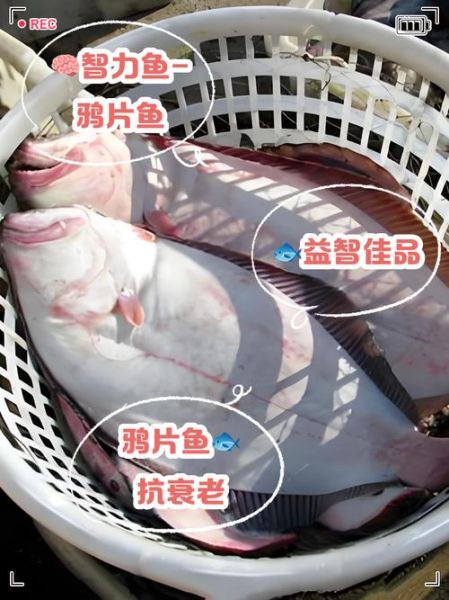鸦片鱼的功效与作用禁忌_鸦片鱼什么人不能吃-第1张图片-山城妙识 鸦片鱼的功效与作用禁忌_鸦片鱼什么人不能吃-第1张图片-山城妙识