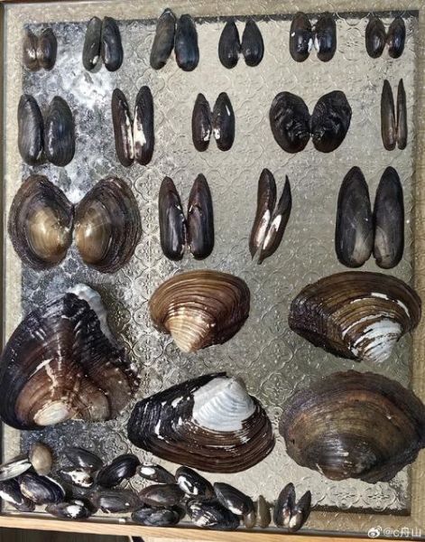 野生河蚌吃什么食物_河蚌怎么捕食-第1张图片-山城妙识 野生河蚌吃什么食物_河蚌怎么捕食-第1张图片-山城妙识