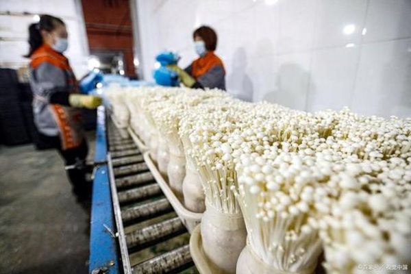 金针菇怎么种_金针菇家庭种植方法-第2张图片-山城妙识 金针菇怎么种_金针菇家庭种植方法-第2张图片-山城妙识