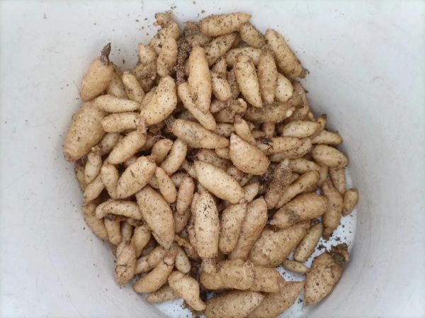 金针菇怎么种_金针菇家庭种植方法-第3张图片-山城妙识 金针菇怎么种_金针菇家庭种植方法-第3张图片-山城妙识