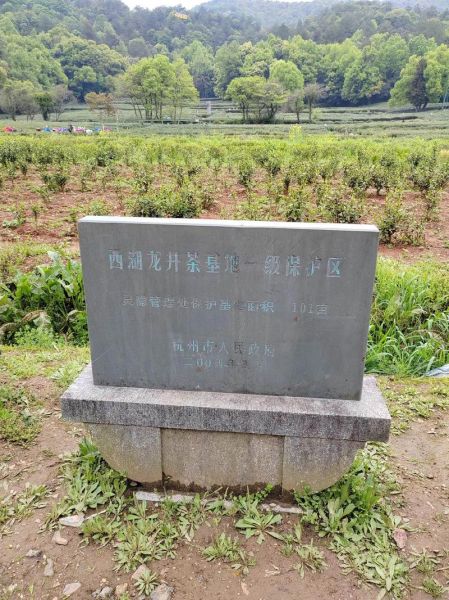 龙井茶哪里的最出名_西湖龙井核心产区-第2张图片-山城妙识 龙井茶哪里的最出名_西湖龙井核心产区-第2张图片-山城妙识