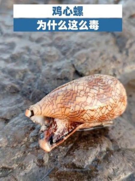 鸡心螺毒素有多毒_鸡心螺毒素中毒症状-第1张图片-山城妙识 鸡心螺毒素有多毒_鸡心螺毒素中毒症状-第1张图片-山城妙识