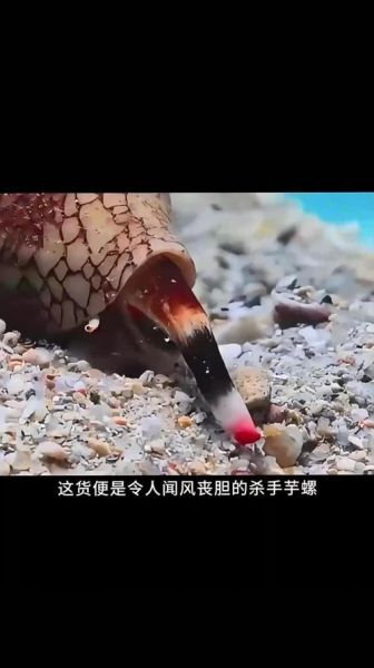 鸡心螺毒素有多毒_鸡心螺毒素中毒症状-第2张图片-山城妙识 鸡心螺毒素有多毒_鸡心螺毒素中毒症状-第2张图片-山城妙识