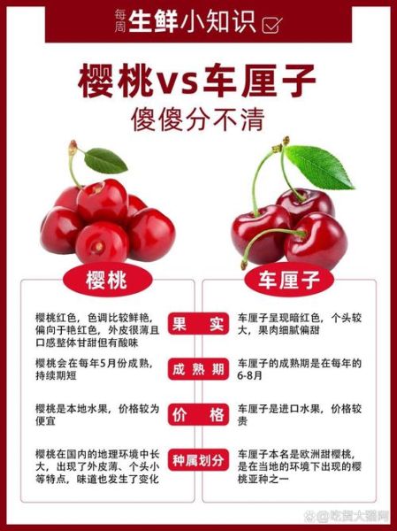 车厘子和大樱桃是一样的吗_区别在哪里-第1张图片-山城妙识 车厘子和大樱桃是一样的吗_区别在哪里-第1张图片-山城妙识
