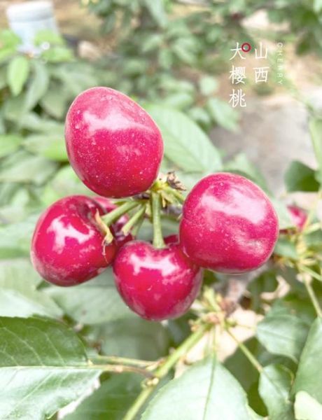 车厘子和大樱桃是一样的吗_区别在哪里-第3张图片-山城妙识 车厘子和大樱桃是一样的吗_区别在哪里-第3张图片-山城妙识