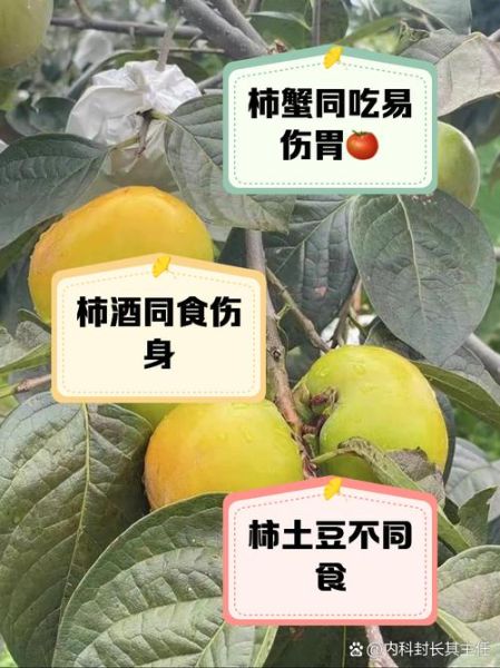 柿子不能和什么一起吃_哪些人不能吃柿子-第1张图片-山城妙识 柿子不能和什么一起吃_哪些人不能吃柿子-第1张图片-山城妙识