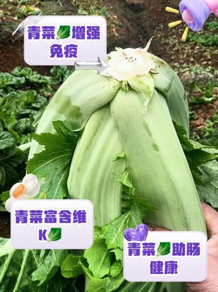 青菜的营养价值有哪些_青菜的功效与作用是什么-第3张图片-山城妙识 青菜的营养价值有哪些_青菜的功效与作用是什么-第3张图片-山城妙识
