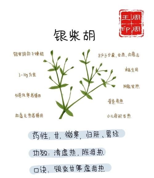 银柴胡的功效与作用_银柴胡适合什么人吃-第1张图片-山城妙识 银柴胡的功效与作用_银柴胡适合什么人吃-第1张图片-山城妙识