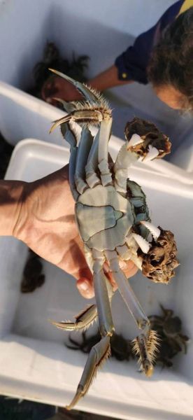 东营黄河口大闸蟹多少钱一斤_东营黄河口大闸蟹价格走势-第2张图片-山城妙识 东营黄河口大闸蟹多少钱一斤_东营黄河口大闸蟹价格走势-第2张图片-山城妙识