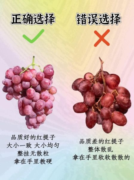 红提子是葡萄吗_红提和葡萄哪个更甜-第3张图片-山城妙识 红提子是葡萄吗_红提和葡萄哪个更甜-第3张图片-山城妙识