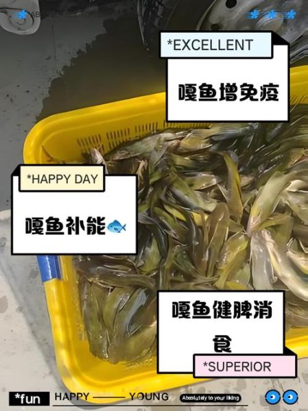 嘎鱼吃什么_嘎鱼怎么养-第2张图片-山城妙识 嘎鱼吃什么_嘎鱼怎么养-第2张图片-山城妙识