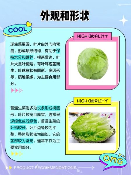 球生菜和生菜的区别_哪个更脆更甜-第1张图片-山城妙识 球生菜和生菜的区别_哪个更脆更甜-第1张图片-山城妙识