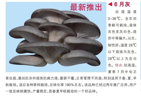 平菇栽培技术_平菇怎么种高产-第2张图片-山城妙识 平菇栽培技术_平菇怎么种高产-第2张图片-山城妙识