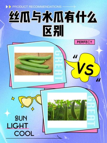 水瓜怎么吃_水瓜和丝瓜的区别-第1张图片-山城妙识 水瓜怎么吃_水瓜和丝瓜的区别-第1张图片-山城妙识