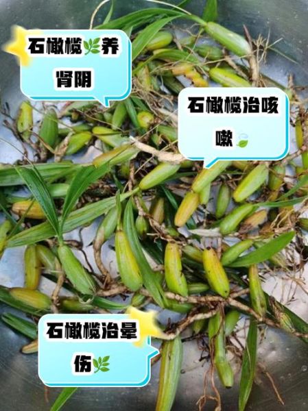 石橄榄的功效与作用及食用方法_石橄榄怎么煲汤-第2张图片-山城妙识 石橄榄的功效与作用及食用方法_石橄榄怎么煲汤-第2张图片-山城妙识