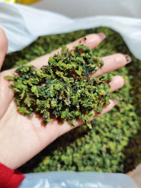 珍珠菜长什么样_珍珠菜和荠菜的区别-第1张图片-山城妙识 珍珠菜长什么样_珍珠菜和荠菜的区别-第1张图片-山城妙识