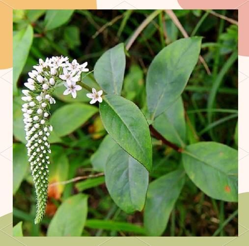 珍珠菜长什么样_珍珠菜和荠菜的区别-第3张图片-山城妙识 珍珠菜长什么样_珍珠菜和荠菜的区别-第3张图片-山城妙识