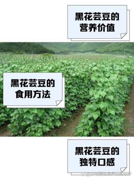 黑芸豆怎么吃最有营养_黑芸豆营养价值-第2张图片-山城妙识 黑芸豆怎么吃最有营养_黑芸豆营养价值-第2张图片-山城妙识