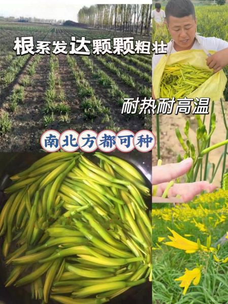 金针菜又叫什么名字_金针菜与黄花菜区别-第2张图片-山城妙识 金针菜又叫什么名字_金针菜与黄花菜区别-第2张图片-山城妙识
