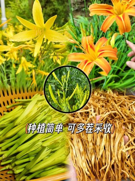 金针菜又叫什么名字_金针菜与黄花菜区别-第1张图片-山城妙识 金针菜又叫什么名字_金针菜与黄花菜区别-第1张图片-山城妙识