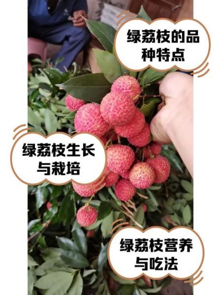 荔枝产地哪里最正宗_如何挑选当季荔枝-第2张图片-山城妙识 荔枝产地哪里最正宗_如何挑选当季荔枝-第2张图片-山城妙识