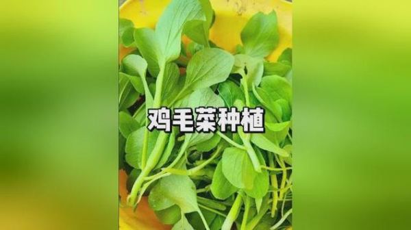 鸡毛菜什么时候种最好_鸡毛菜种植方法全过程-第1张图片-山城妙识 鸡毛菜什么时候种最好_鸡毛菜种植方法全过程-第1张图片-山城妙识