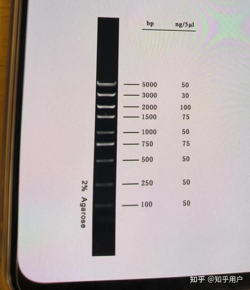 琼脂糖凝胶电泳结果怎么看_条带异常如何解读-第3张图片-山城妙识 琼脂糖凝胶电泳结果怎么看_条带异常如何解读-第3张图片-山城妙识