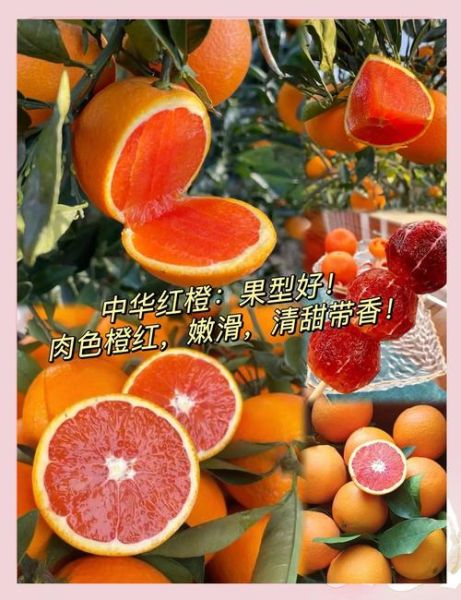 血橙产地哪里的最好_血橙哪个品种最甜-第1张图片-山城妙识 血橙产地哪里的最好_血橙哪个品种最甜-第1张图片-山城妙识
