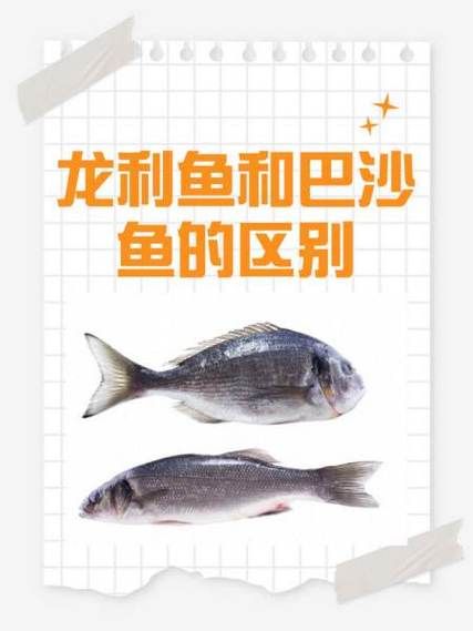 龙舌鱼和龙利鱼是一种鱼吗_区别与选购指南-第3张图片-山城妙识