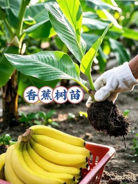 香蕉树怎么种_香蕉树几年结果-第2张图片-山城妙识 香蕉树怎么种_香蕉树几年结果-第2张图片-山城妙识
