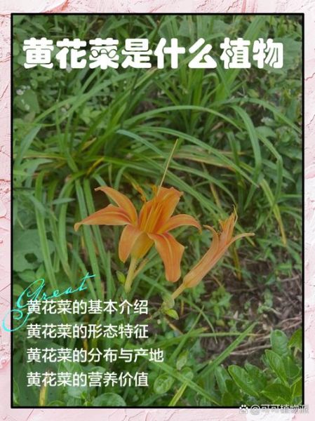 黄花菜是发物吗_哪些人不能吃黄花菜-第3张图片-山城妙识
