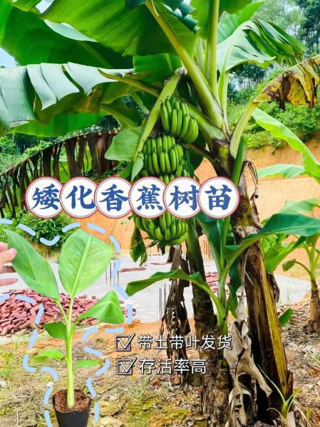 香蕉树怎么种_香蕉树几年结果-第1张图片-山城妙识 香蕉树怎么种_香蕉树几年结果-第1张图片-山城妙识