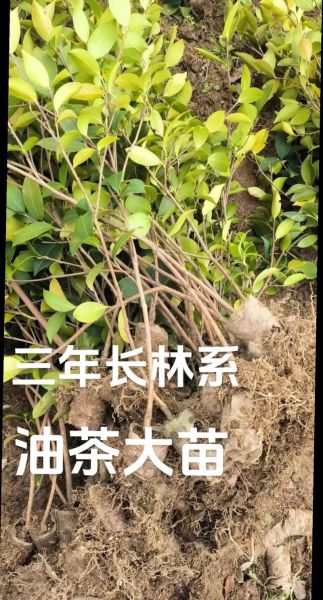 长林油茶苗价格_长林油茶苗怎么种植-第1张图片-山城妙识 长林油茶苗价格_长林油茶苗怎么种植-第1张图片-山城妙识