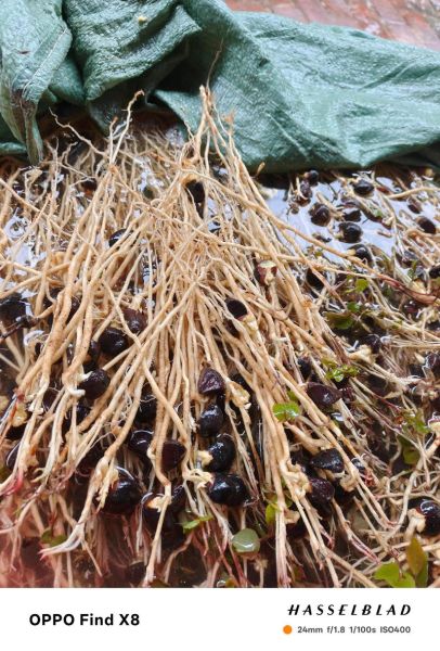 长林油茶苗价格_长林油茶苗怎么种植-第2张图片-山城妙识 长林油茶苗价格_长林油茶苗怎么种植-第2张图片-山城妙识