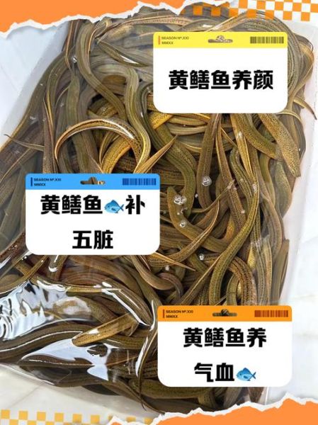 黄鳝鱼的功效与作用_黄鳝鱼怎么吃最补-第2张图片-山城妙识