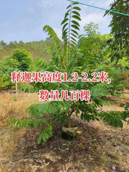 释迦果树怎么种_释迦果树几年结果-第1张图片-山城妙识 释迦果树怎么种_释迦果树几年结果-第1张图片-山城妙识