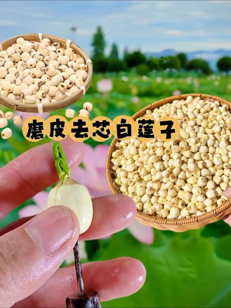 莲子怎么煮_莲子去芯技巧-第1张图片-山城妙识 莲子怎么煮_莲子去芯技巧-第1张图片-山城妙识