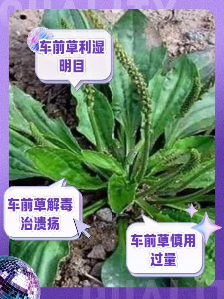 车前草的功效与作用及禁忌_车前草泡水喝有什么禁忌-第1张图片-山城妙识 车前草的功效与作用及禁忌_车前草泡水喝有什么禁忌-第1张图片-山城妙识