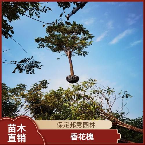 香花槐价格多少钱一棵_香花槐价格受哪些因素影响-第1张图片-山城妙识 香花槐价格多少钱一棵_香花槐价格受哪些因素影响-第1张图片-山城妙识