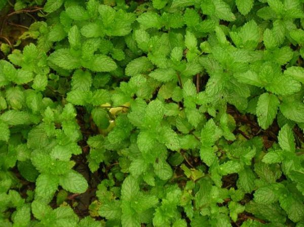 野薄荷长什么样_野薄荷和薄荷区别-第3张图片-山城妙识 野薄荷长什么样_野薄荷和薄荷区别-第3张图片-山城妙识