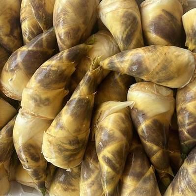 马蹄笋怎么剥皮_马蹄笋剥皮图解-第3张图片-山城妙识 马蹄笋怎么剥皮_马蹄笋剥皮图解-第3张图片-山城妙识