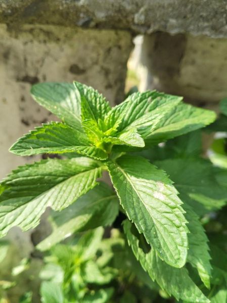 野薄荷长什么样_野薄荷和薄荷区别-第2张图片-山城妙识 野薄荷长什么样_野薄荷和薄荷区别-第2张图片-山城妙识